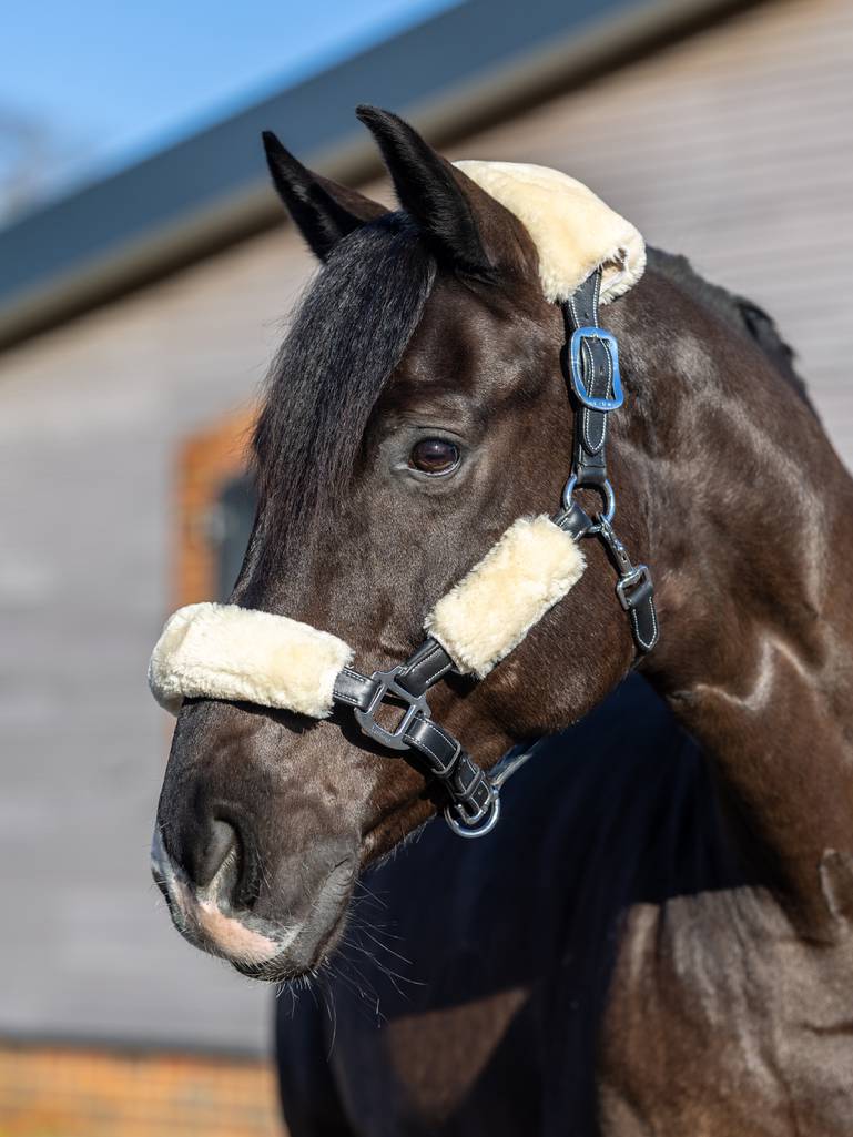 Simuwool Headcollar Set – Horse Square